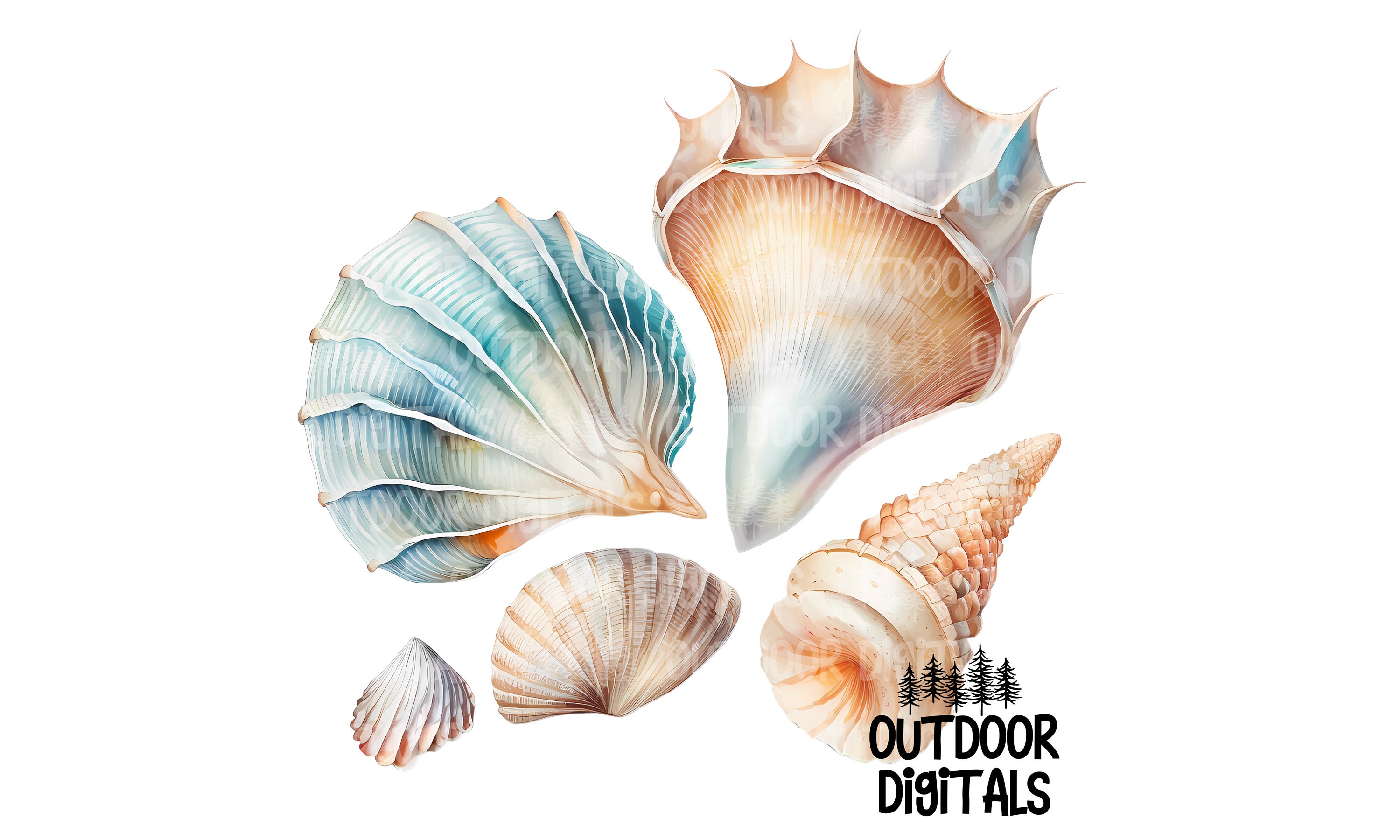 Seashell PNG, Watercolor Seashell Clipart, Seashell Wall Art, Seashell ...
