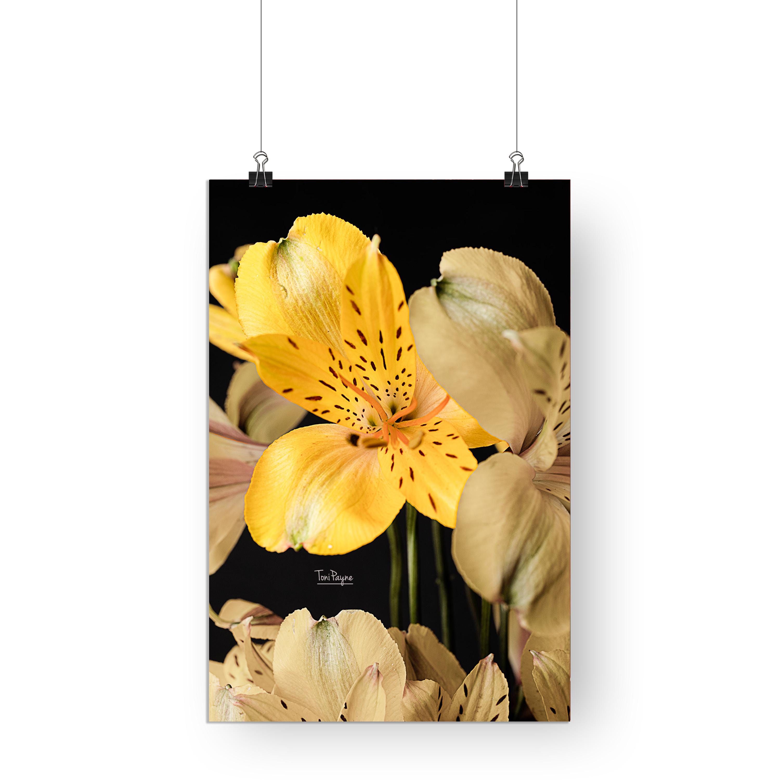 Flower Photography | Yellow Peruvian Lily | in My Element Floral ...