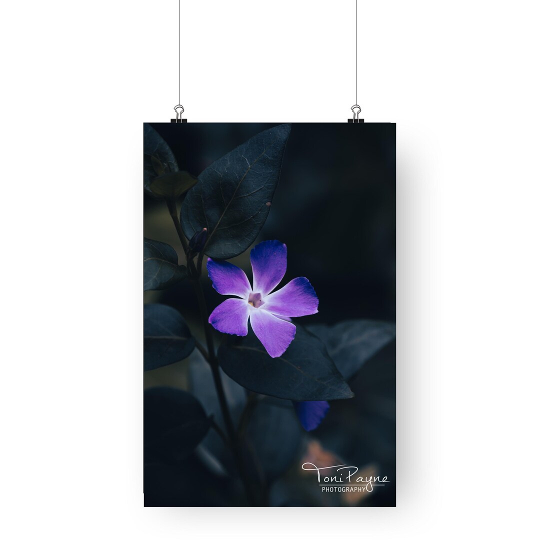Greater Periwinkle Flower Print: Fine Art Floral Photography - Etsy