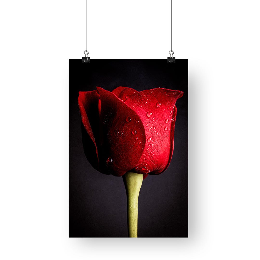 Flower Photography | Red Rose | Lady in Red | Floral Fine Art ...
