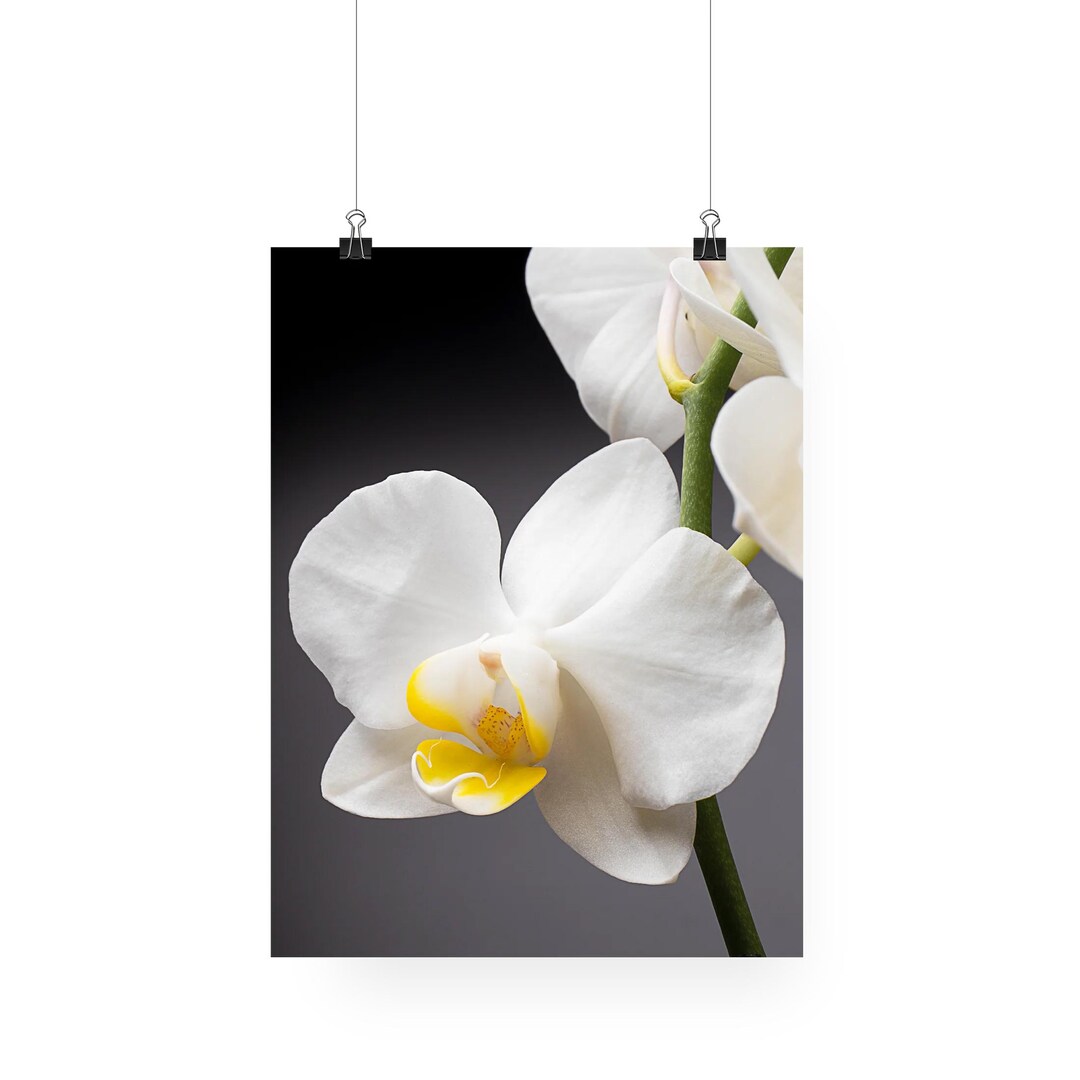 Flower Photography - Alora - Still Life Floral Fine Art Photography ...