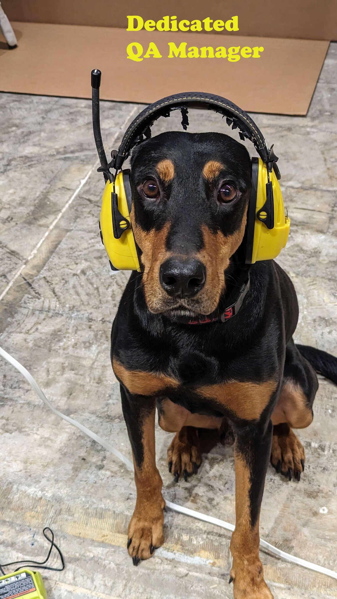 Rainbow Highland Cow Tripping Balls, Framed Canvas Print - Etsy
