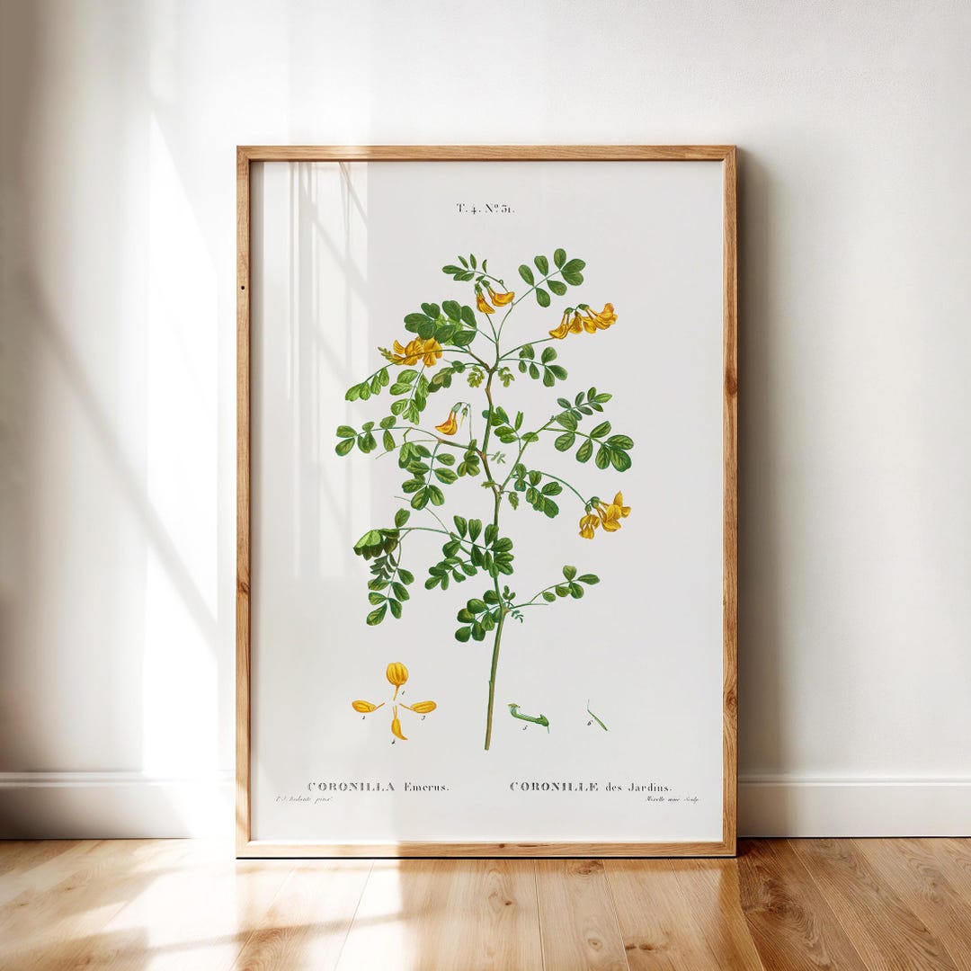 Coronilla Emerus Scorpion Senna – Antique Redouté Botanical ...
