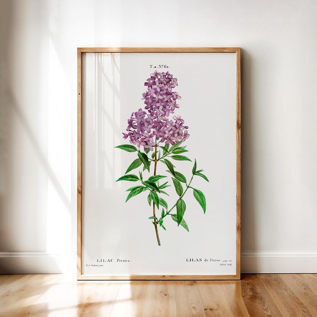 Lilac Botanical Illustration – Syringa Persica Persian Lilac Print ...