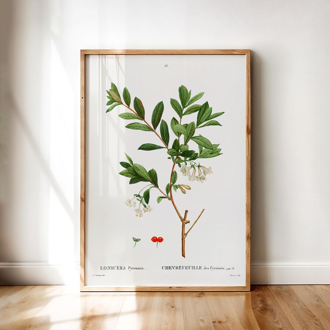 Lonicera Pyrenaica Botanical Print – Vintage Honeysuckle Flower ...