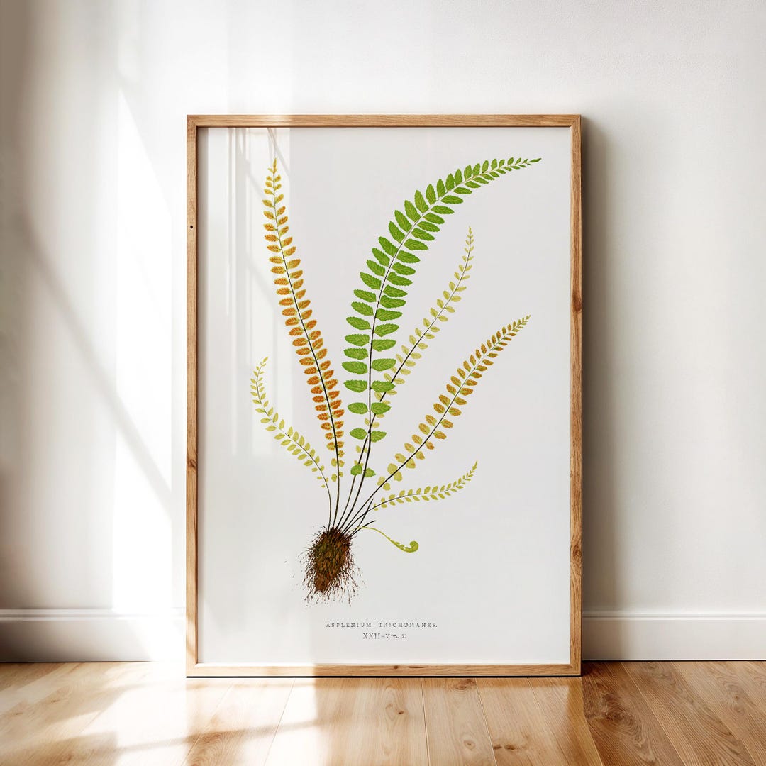 Edward Joseph Lowe Botanical Fern Print – Asplenium Trichomanes Antique ...