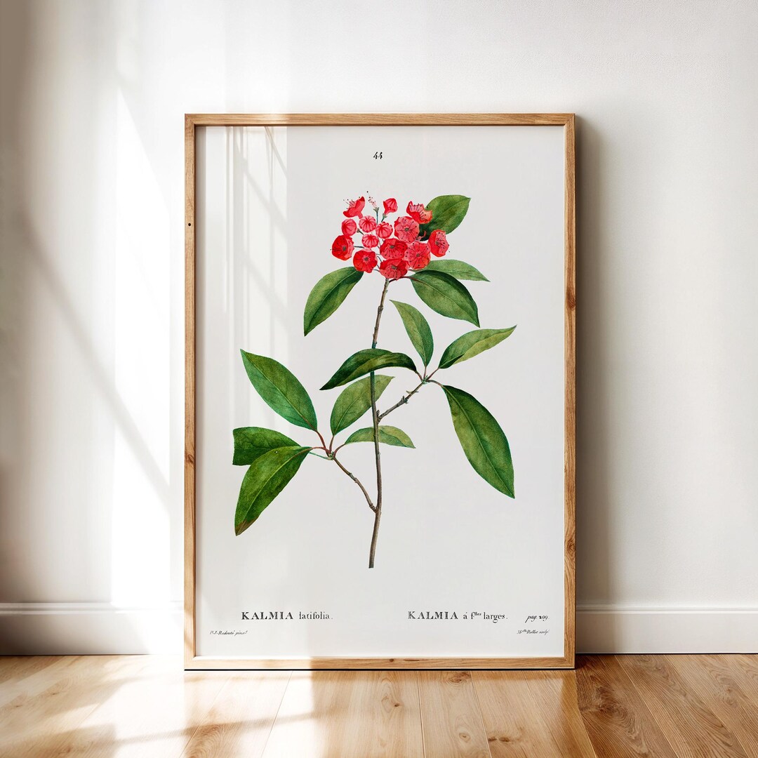 Kalmia Latifolia Botanical Print – Mountain Laurel Redouté Vintage ...