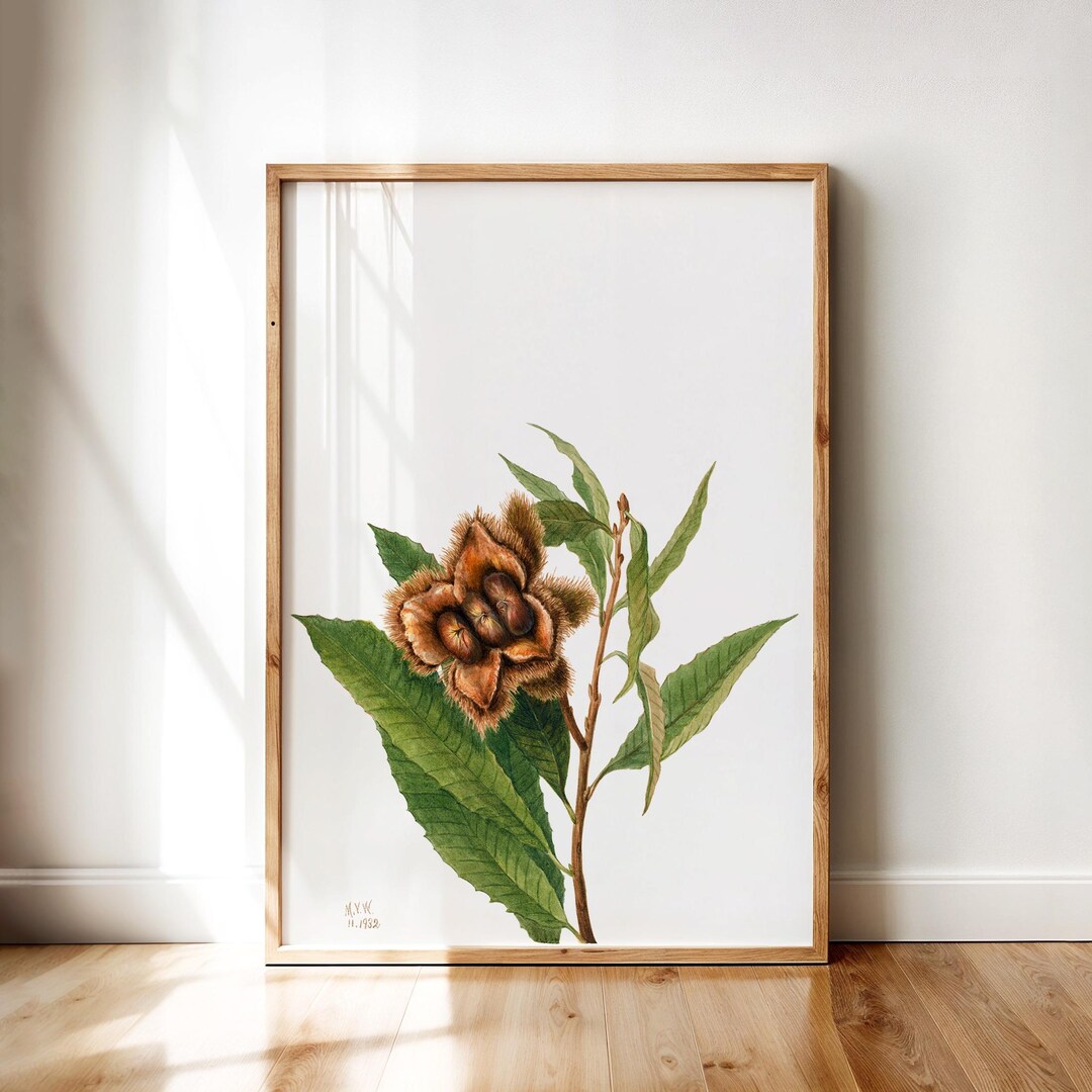 Castanea Dentata – American Chestnut Botanical Artwork | Classic ...