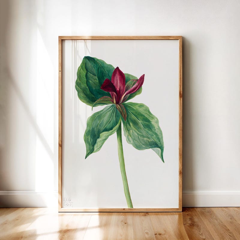 Whippoorwill - Etsy