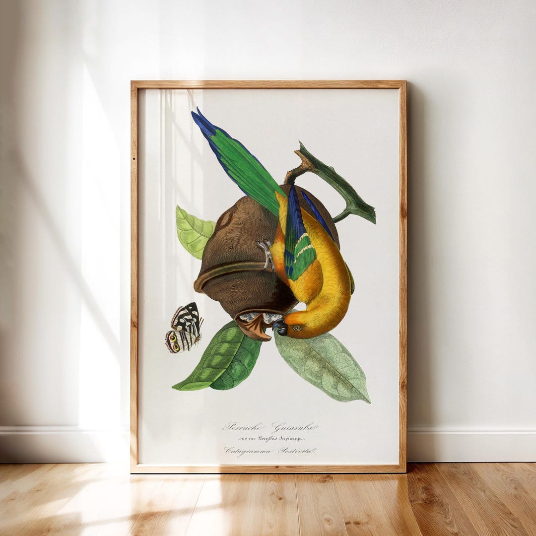 Golden Parakeet Illustration – Antique Exotic Bird Print With Butterfly ...