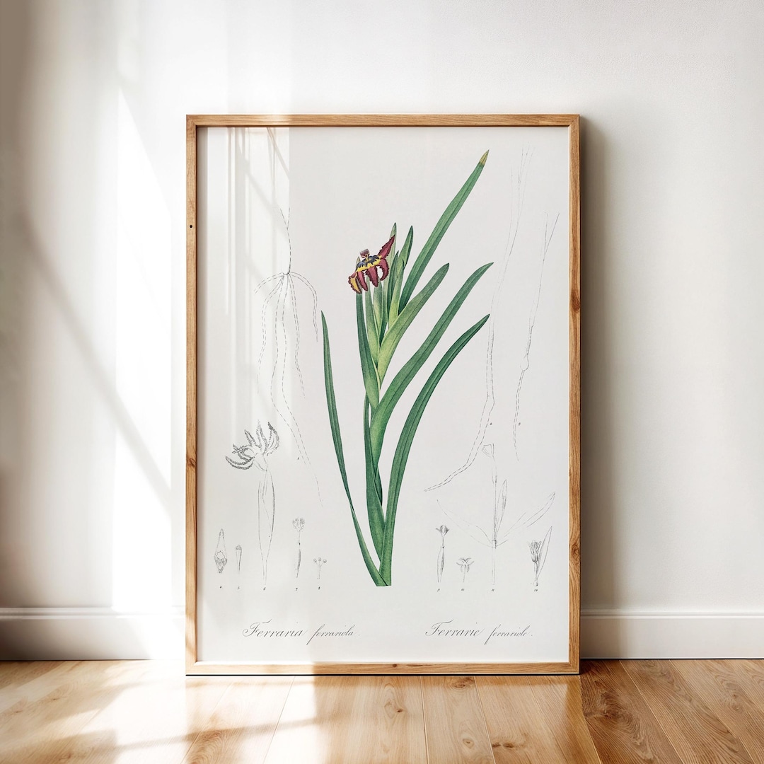 Spider Iris – Ferraria Ferrariola Vintage Botanical Illustration With ...