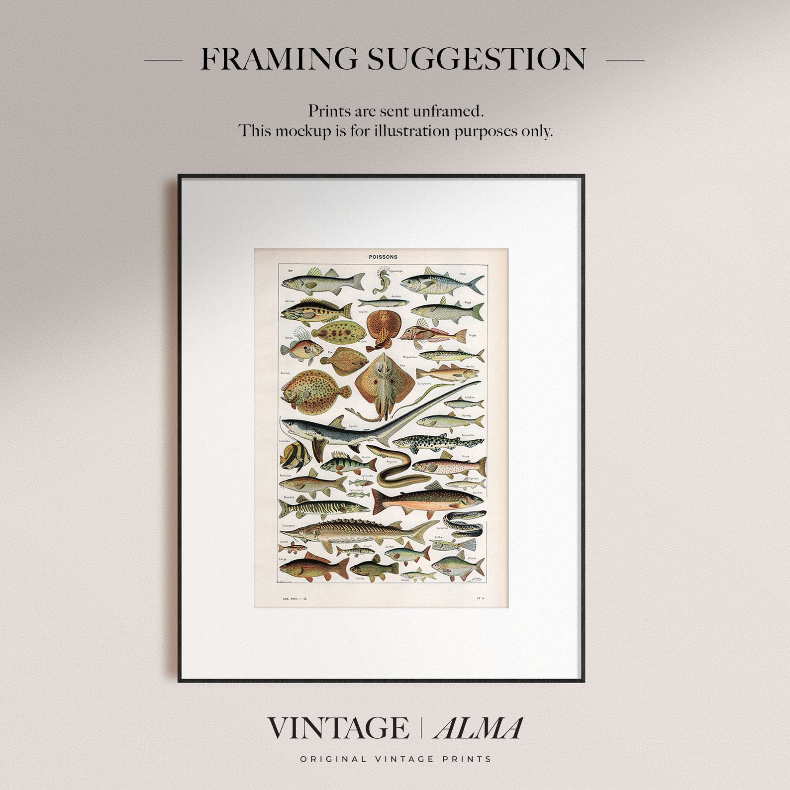 1949 Fish Species Vintage Chart Original Print Larousse - Etsy