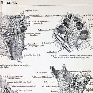 1888 Antique German Ear Anatomy Print – 19th Century Medical ...