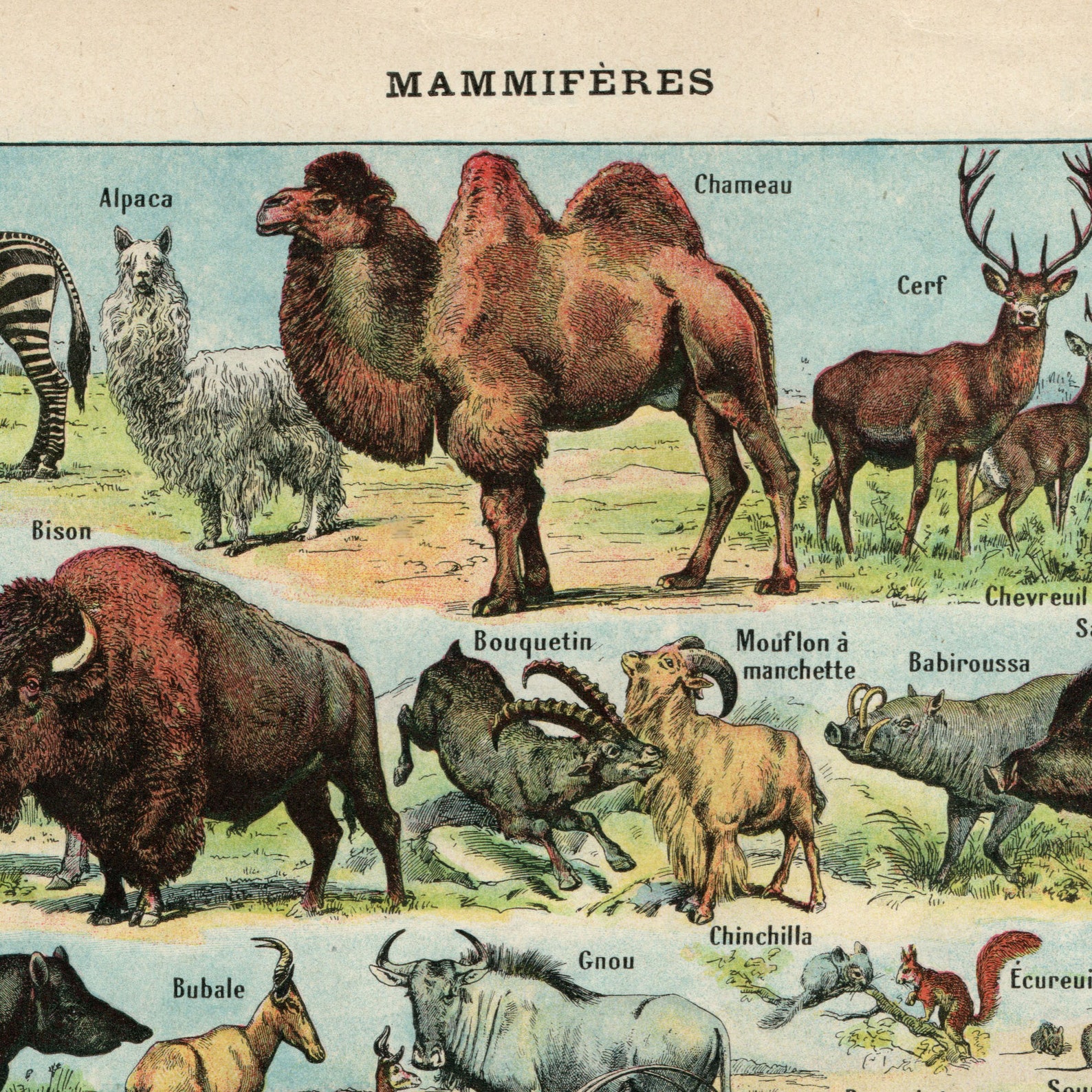 1922 Vintage Jungle Poster Larousse Original Print Jungle Mammals ...