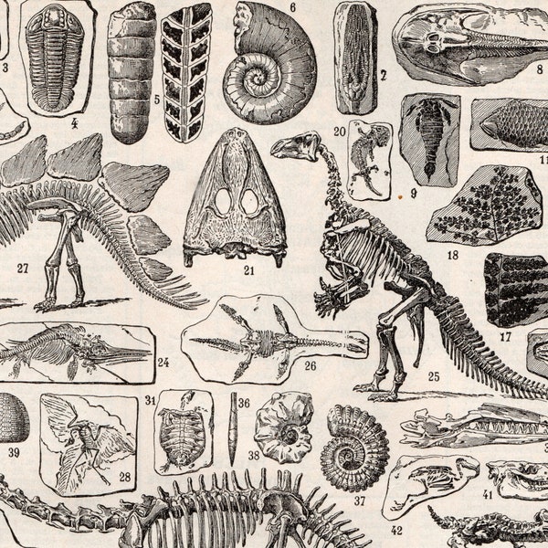 Prehistoric Fossils - Etsy