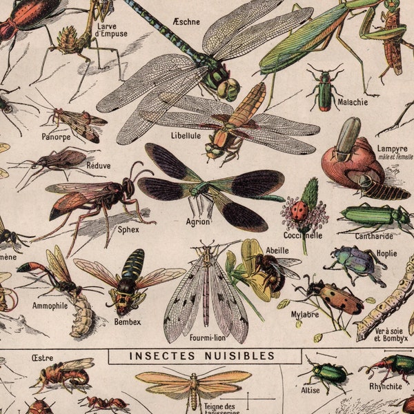 Insect Chart - Etsy