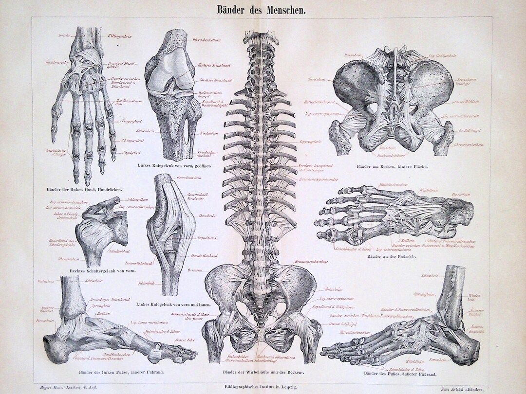 Antique German Anatomy Print of Human Ligaments and Spine – 1880s ...