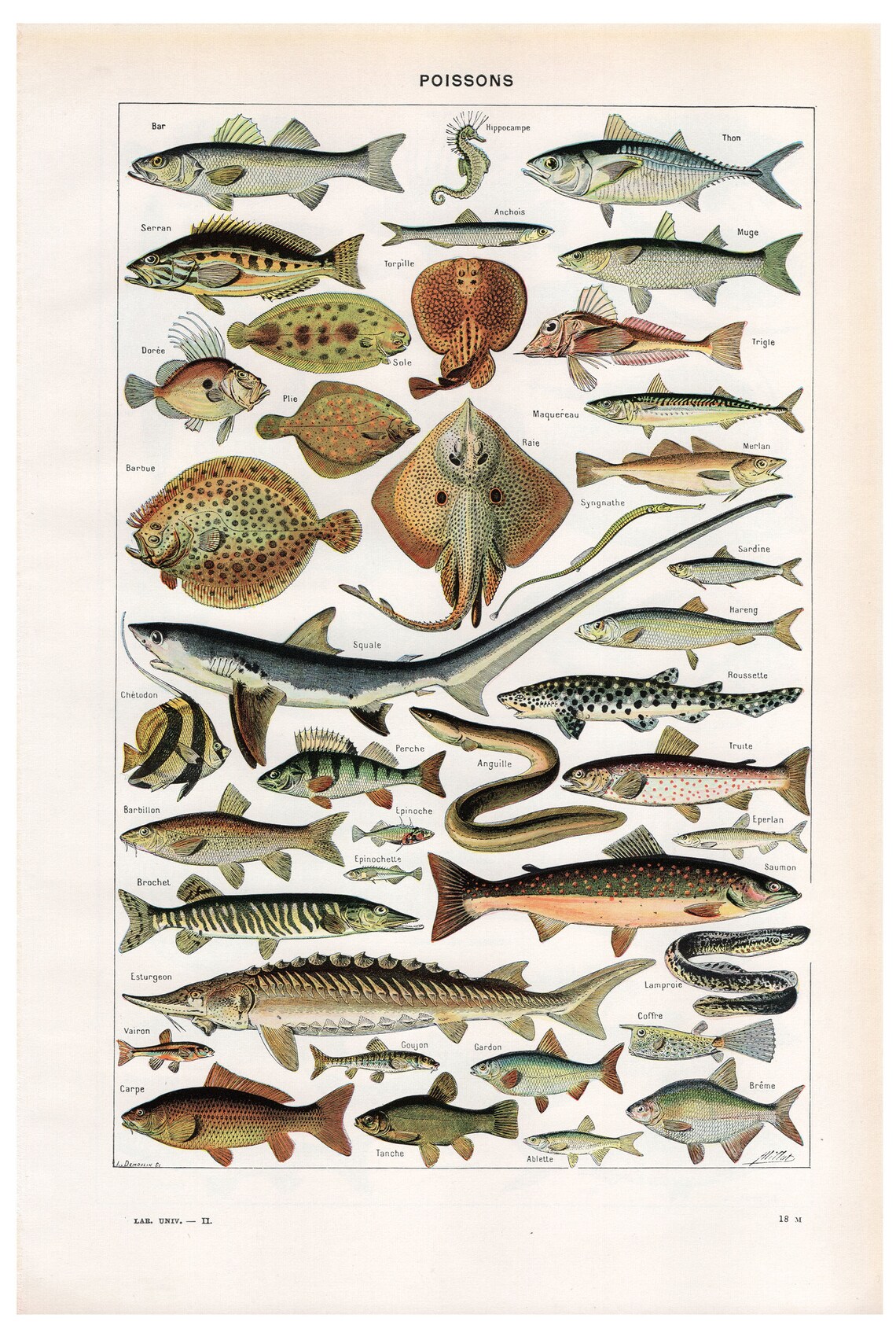 1949 Fish Species Vintage Chart Original Print Larousse - Etsy