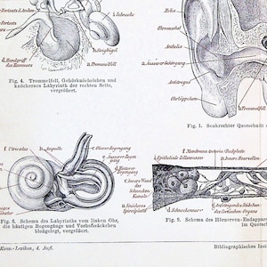 1888 Antique German Ear Anatomy Print – 19th Century Medical ...