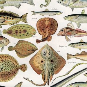 1949 Fish Species Vintage Chart Original Print Larousse - Etsy