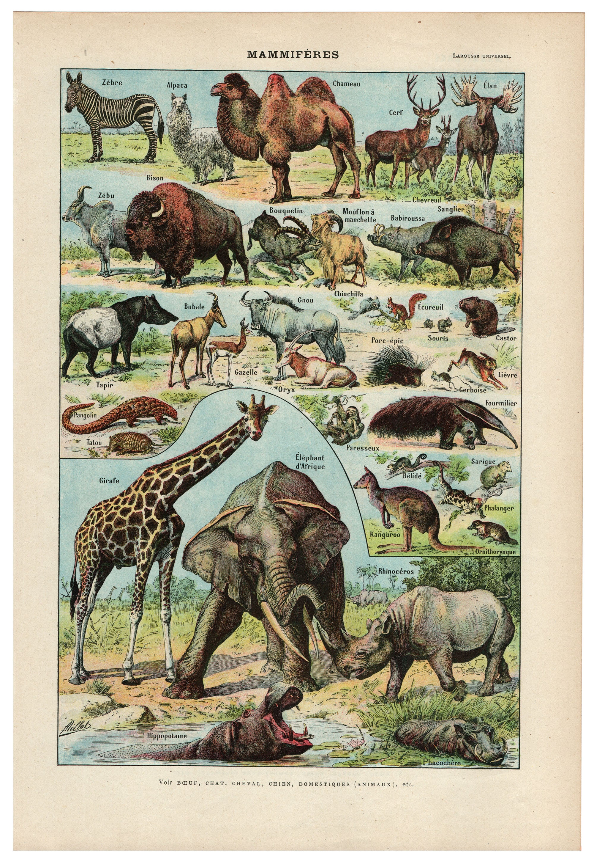 1922 Vintage Jungle Poster Larousse Original Print Jungle Mammals ...