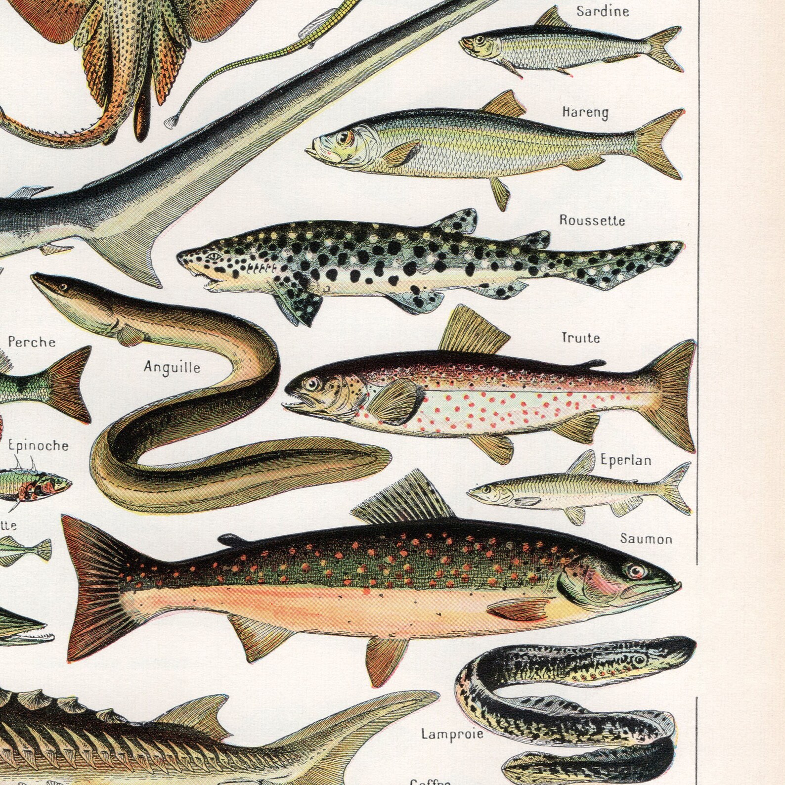 1949 Fish Species Vintage Chart Original Print Larousse - Etsy