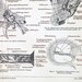 1888 Antique German Ear Anatomy Print – 19th Century Medical ...