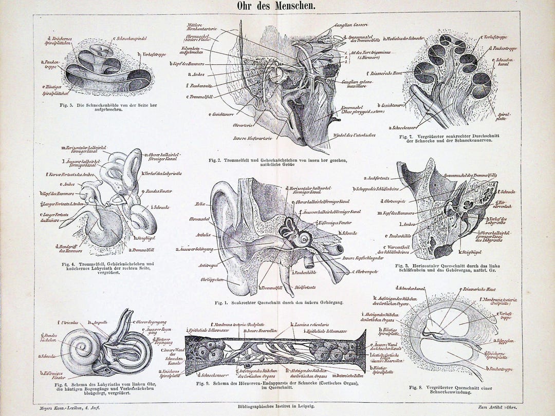 1888 Antique German Ear Anatomy Print – 19th Century Medical ...