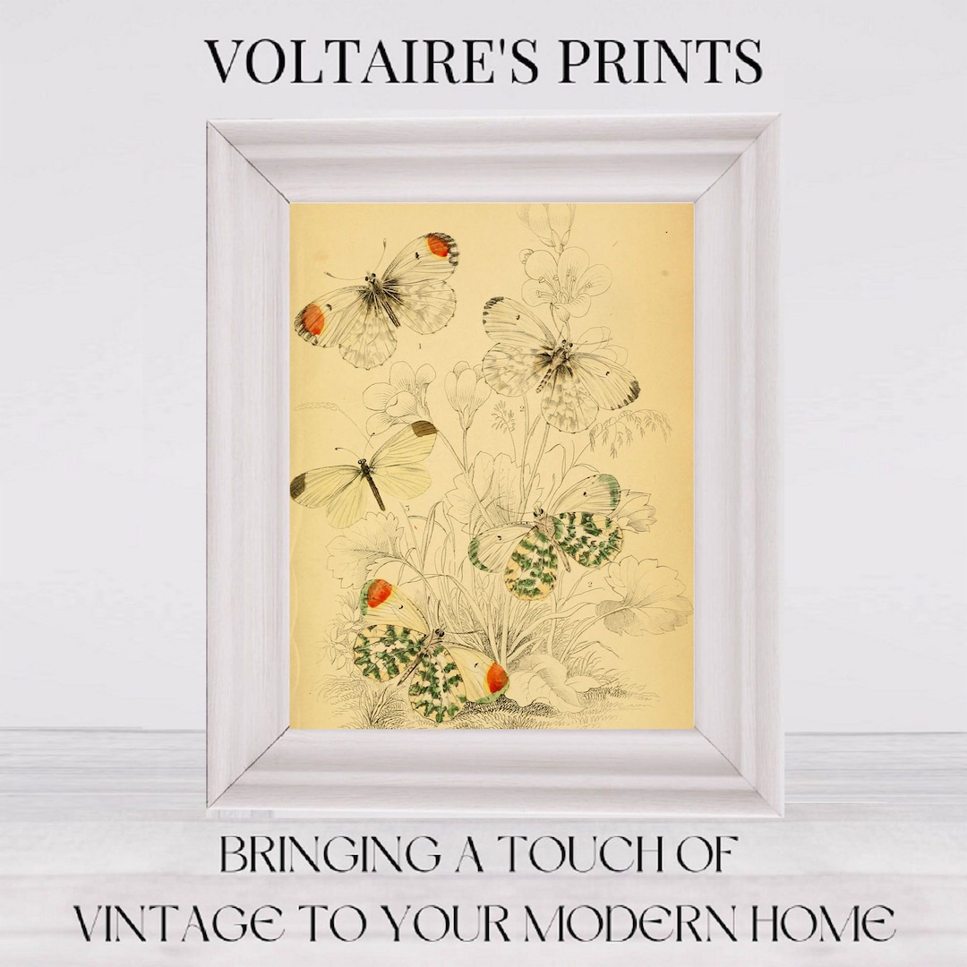 Vintage Green & Orange Butterfly Print | Antique Natural History ...
