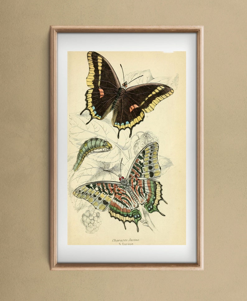Vintage Butterflies & Caterpillar Print | Antique Natural History ...