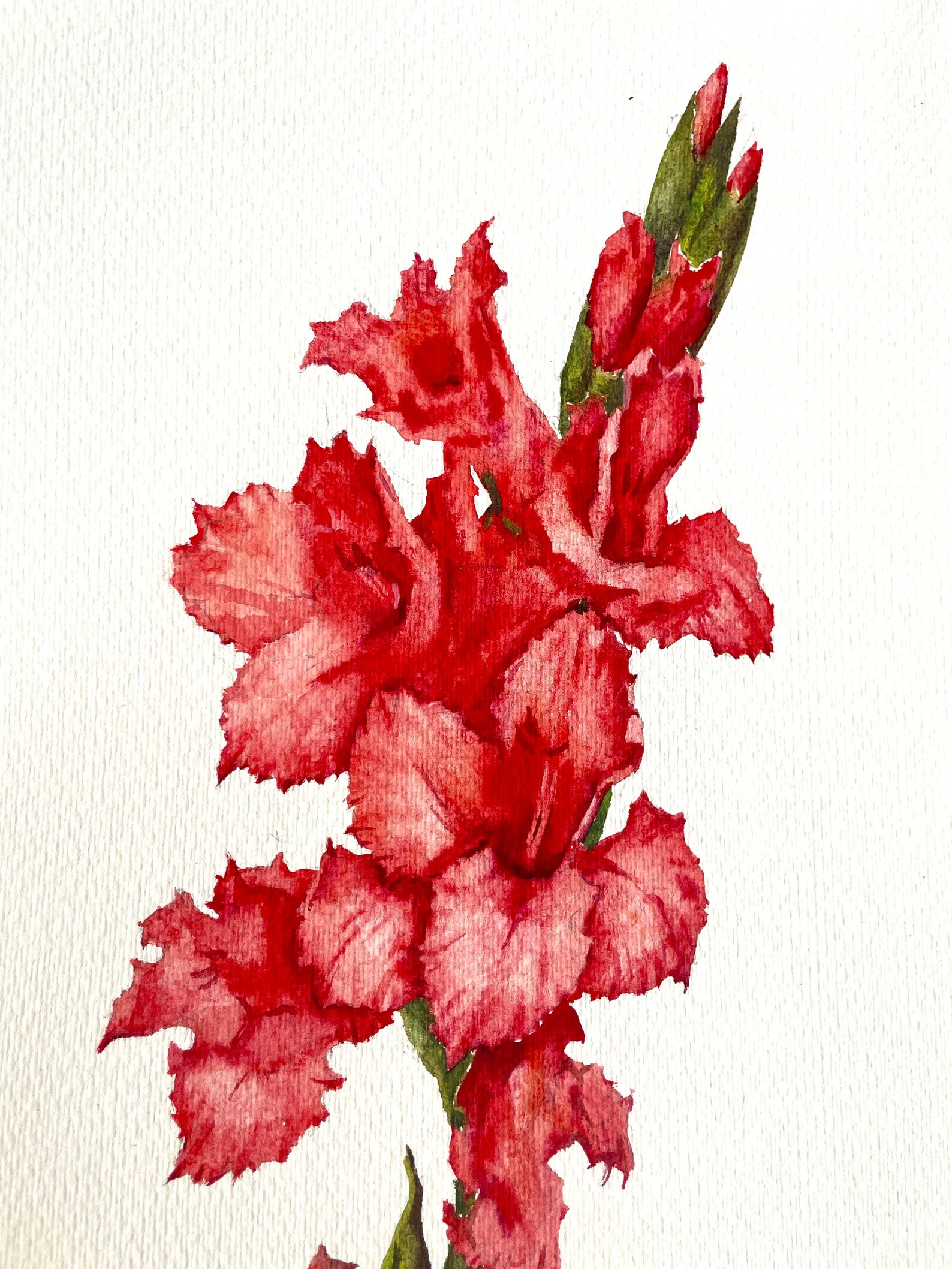 Original Gladiolus Watercolor Painting, Botanical Illustration ...