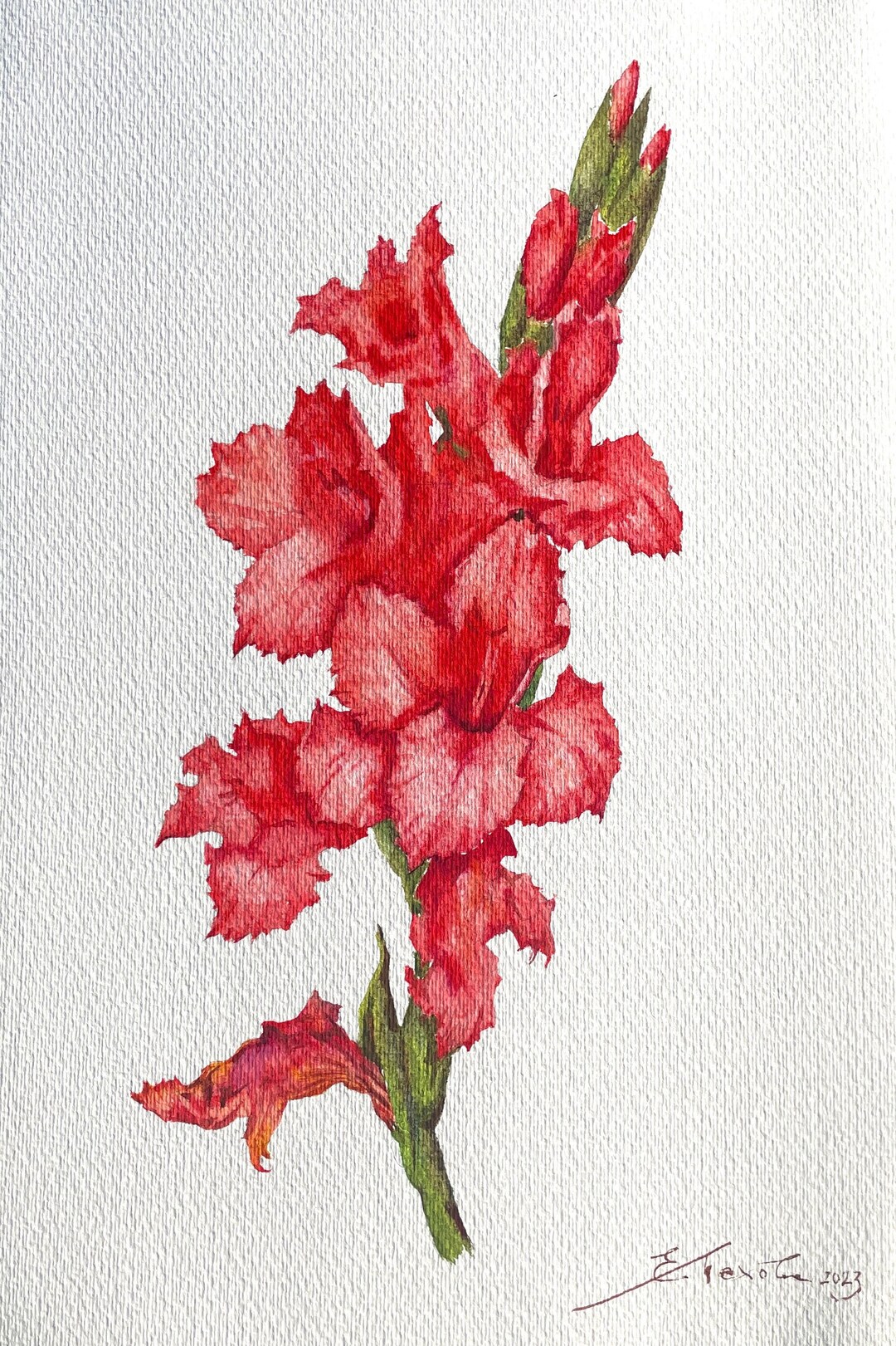 Original Gladiolus Watercolor Painting, Botanical Illustration ...