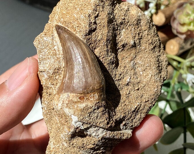 Genuine Fossil Tooth for Collectors , Real Fossil Rock Stone Mineral ...