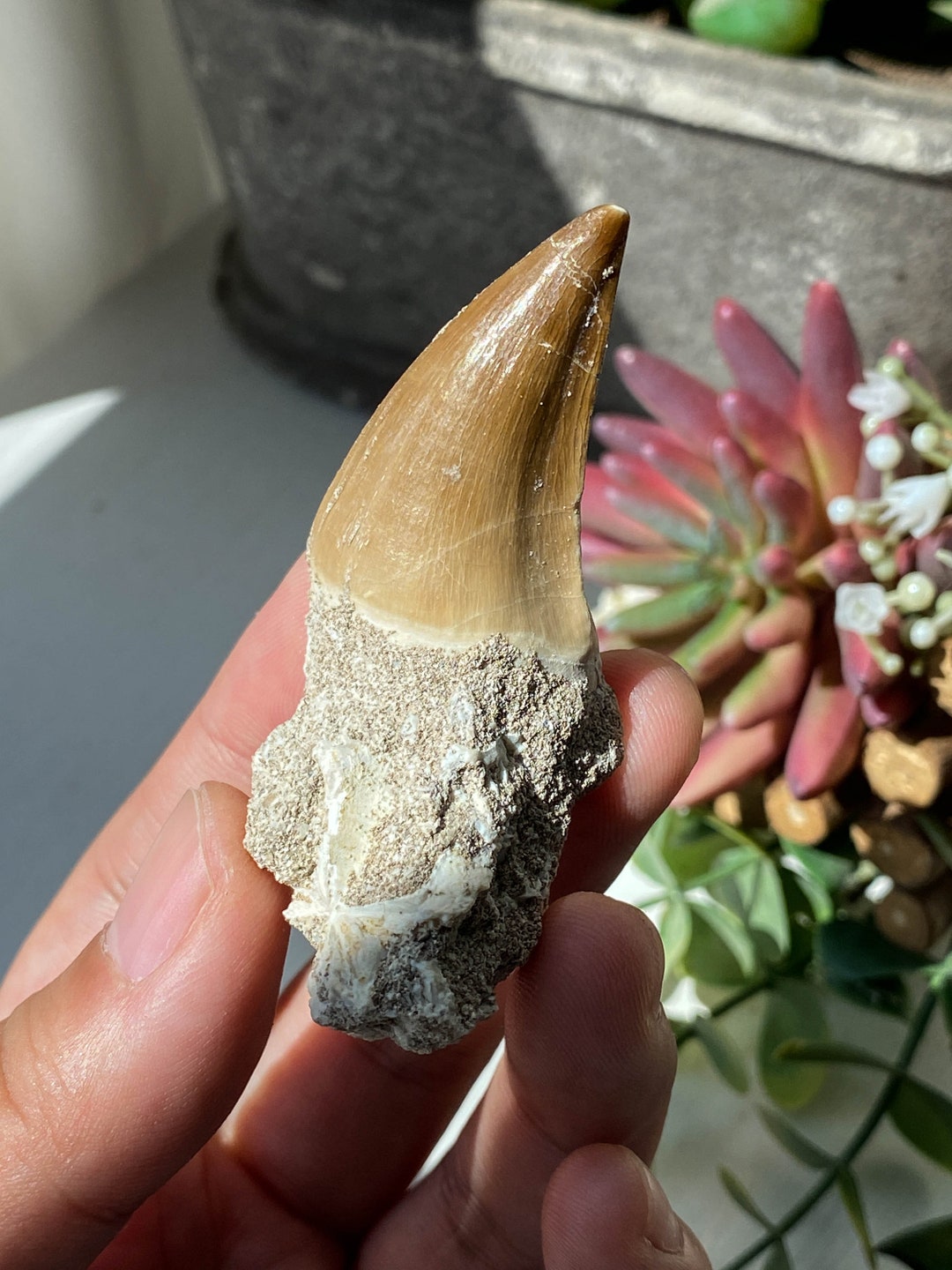Fossil Sharks Teeth , Fossilized Shark Tooth, Fossil Rocks, Rock Lover ...