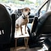 Ford Transit Dog Platform - Etsy