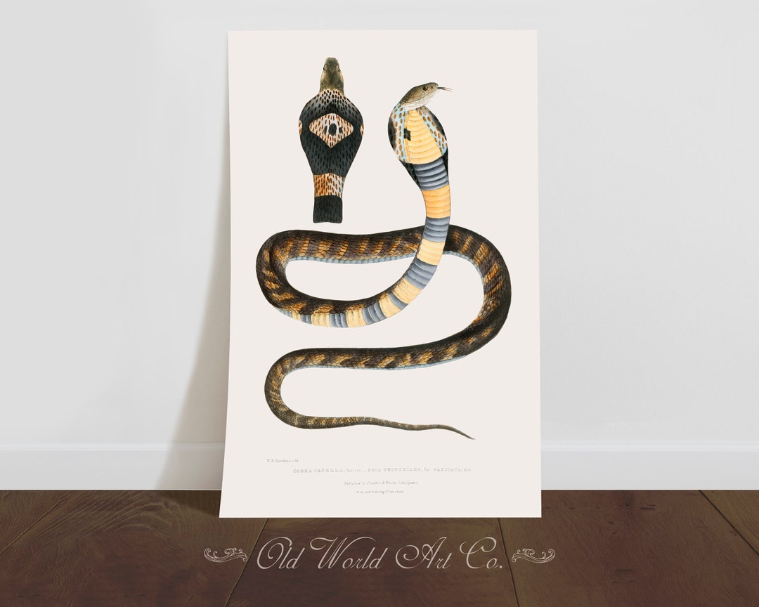 Snake Wall Art, Cobra Capella Illustration, Vintage Animal Print, Gift ...