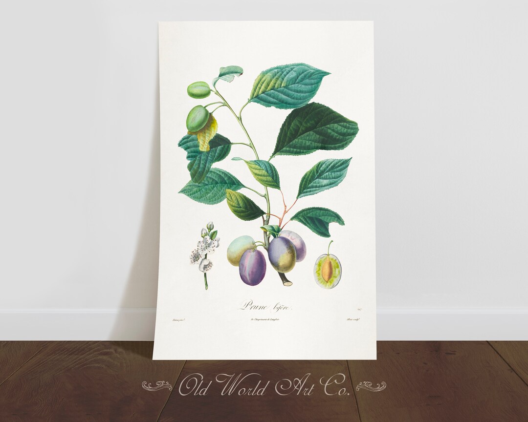 Vintage Prune Botanical Print, Vintage Kitchen Art, Vintage Fruit Print ...