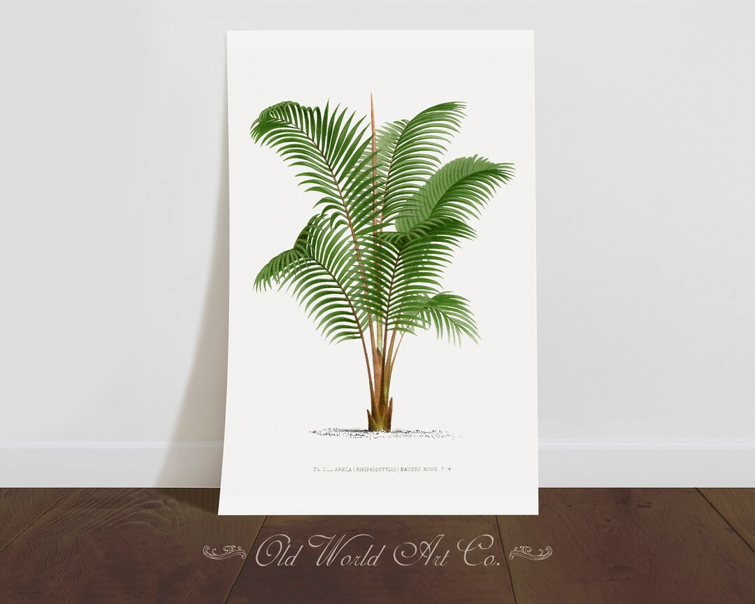 Vintage Palm Tree Print, Vintage Palm Tree Drawing Wall Art, Palm Tree ...