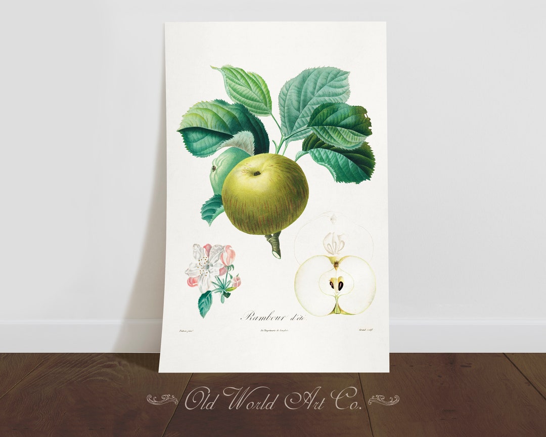 Vintage Apple Botanical Print, Vintage Kitchen Art, Vintage Fruit Print ...