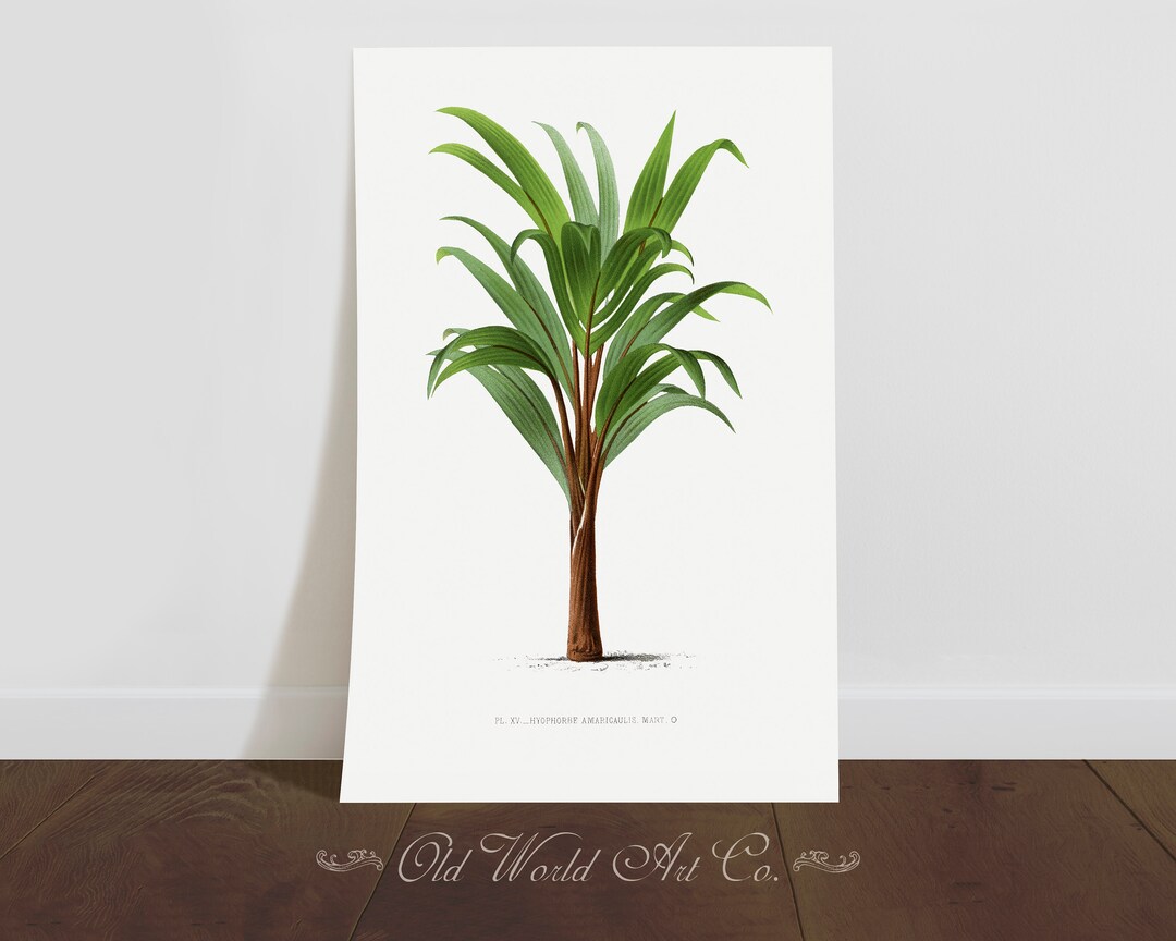 Vintage Palm Tree Print, Vintage Palm Tree Drawing Wall Art, Palm Tree ...