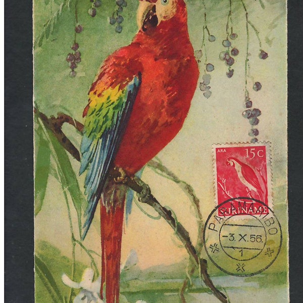 Maxi Card Postcard - Etsy