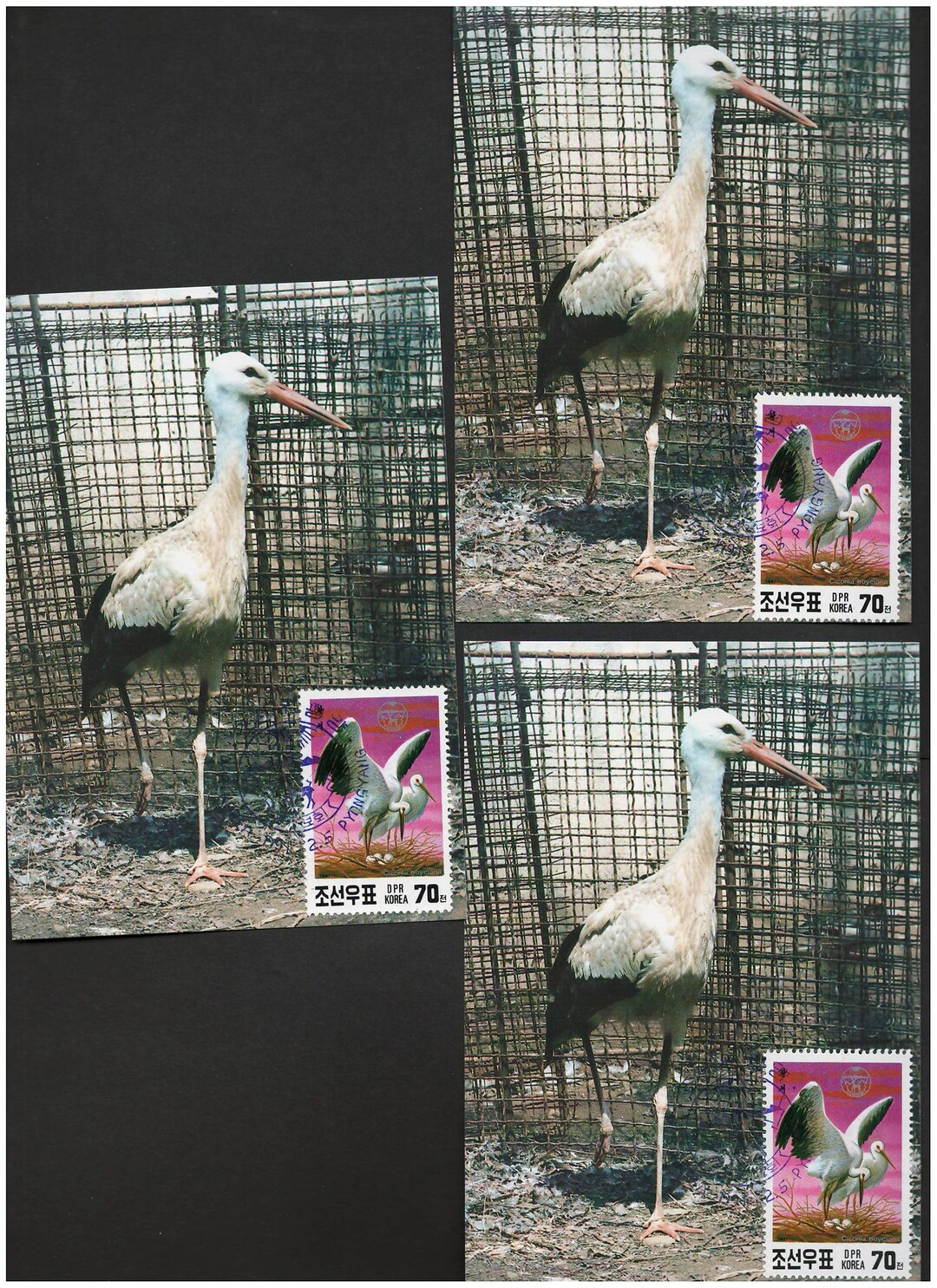 RARE 3 (identical) X MC - Maxi Cards From K - 1991, Postcards, Birds ...