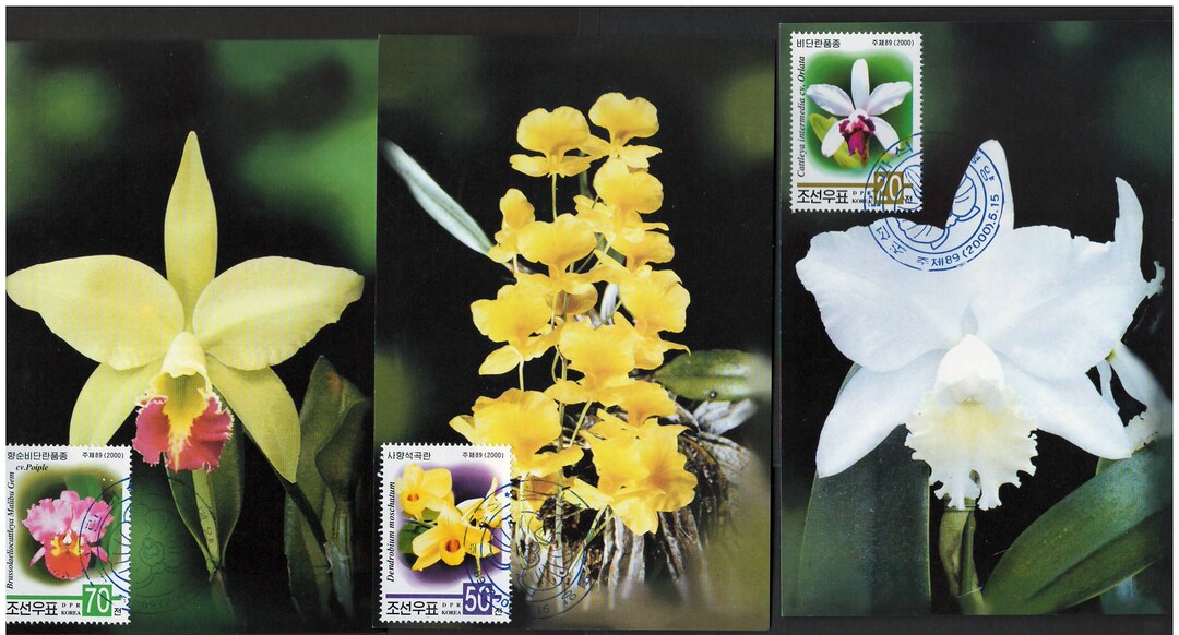 Set of 6 X POSTCARDS, MC - Maxi Cards From K - 1985-2000, Flowers ...