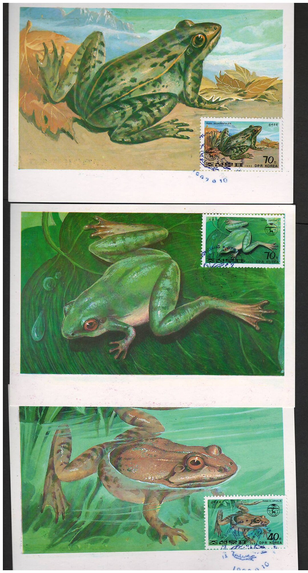 RARE - Set of 6 X POSTCARDS, MC - Maxi Cards From K- 1992, Nature ...