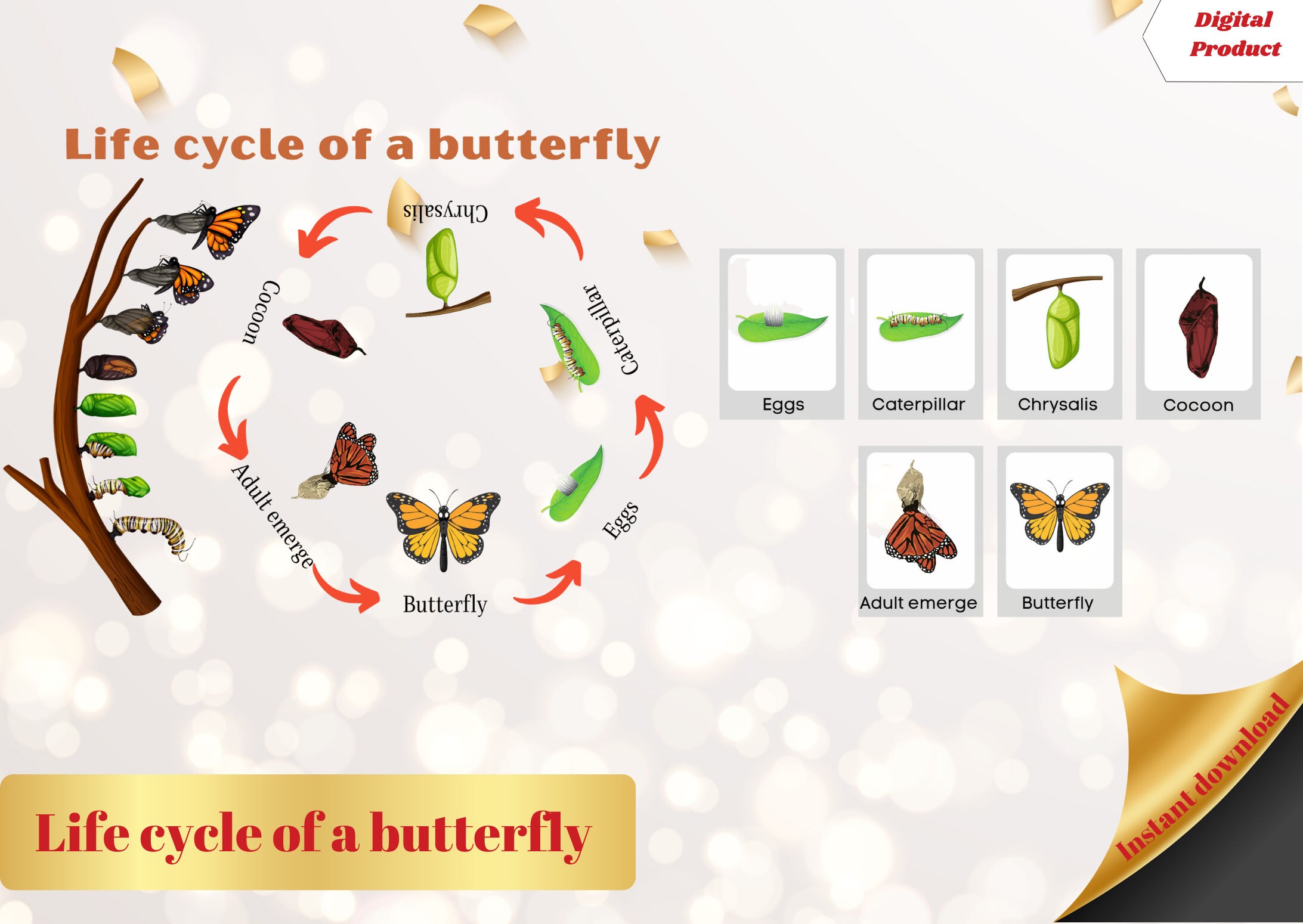 BUTTERFLY LIFE CYCLE Poster & Activity Game - Busy Book Activity ...