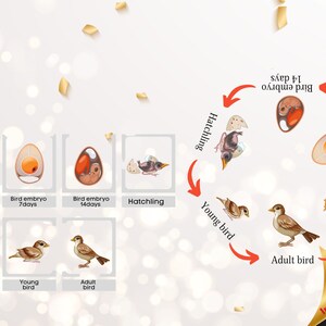 BIRD LIFE CYCLE Poster & Activity Game - Busy Book Activity Montessori ...
