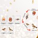 BIRD LIFE CYCLE Poster & Activity Game - Busy Book Activity Montessori ...