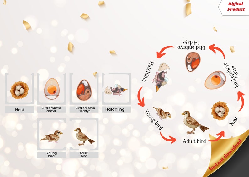 BIRD LIFE CYCLE Poster & Activity Game - Busy Book Activity Montessori ...