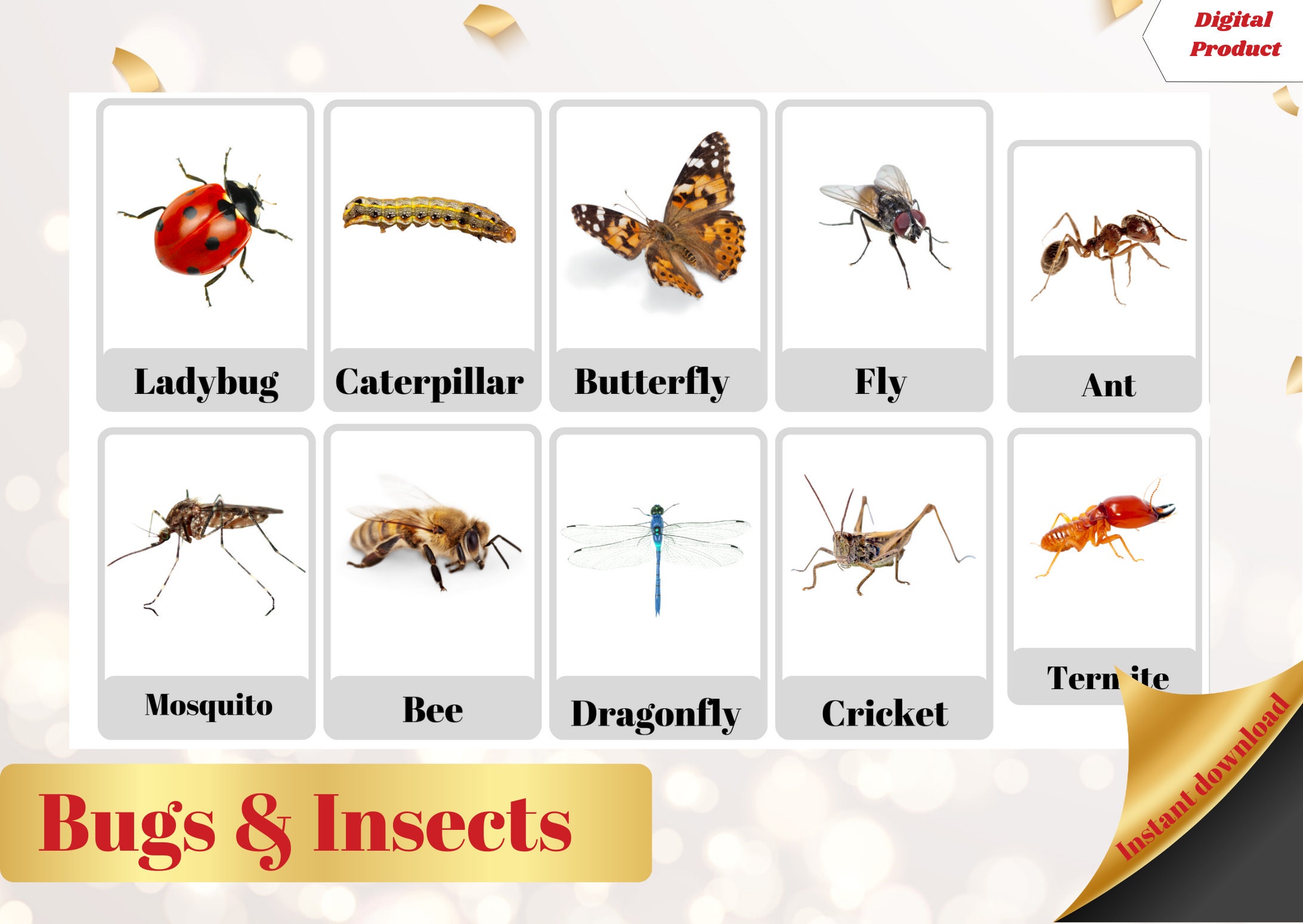 BUGS & INSECTS - 24 Printable Flashcards - Bugs and Insects ...