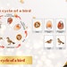 BIRD LIFE CYCLE Poster & Activity Game - Busy Book Activity Montessori ...